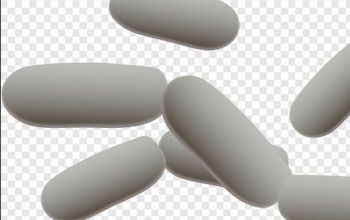 Providencia rettgeri